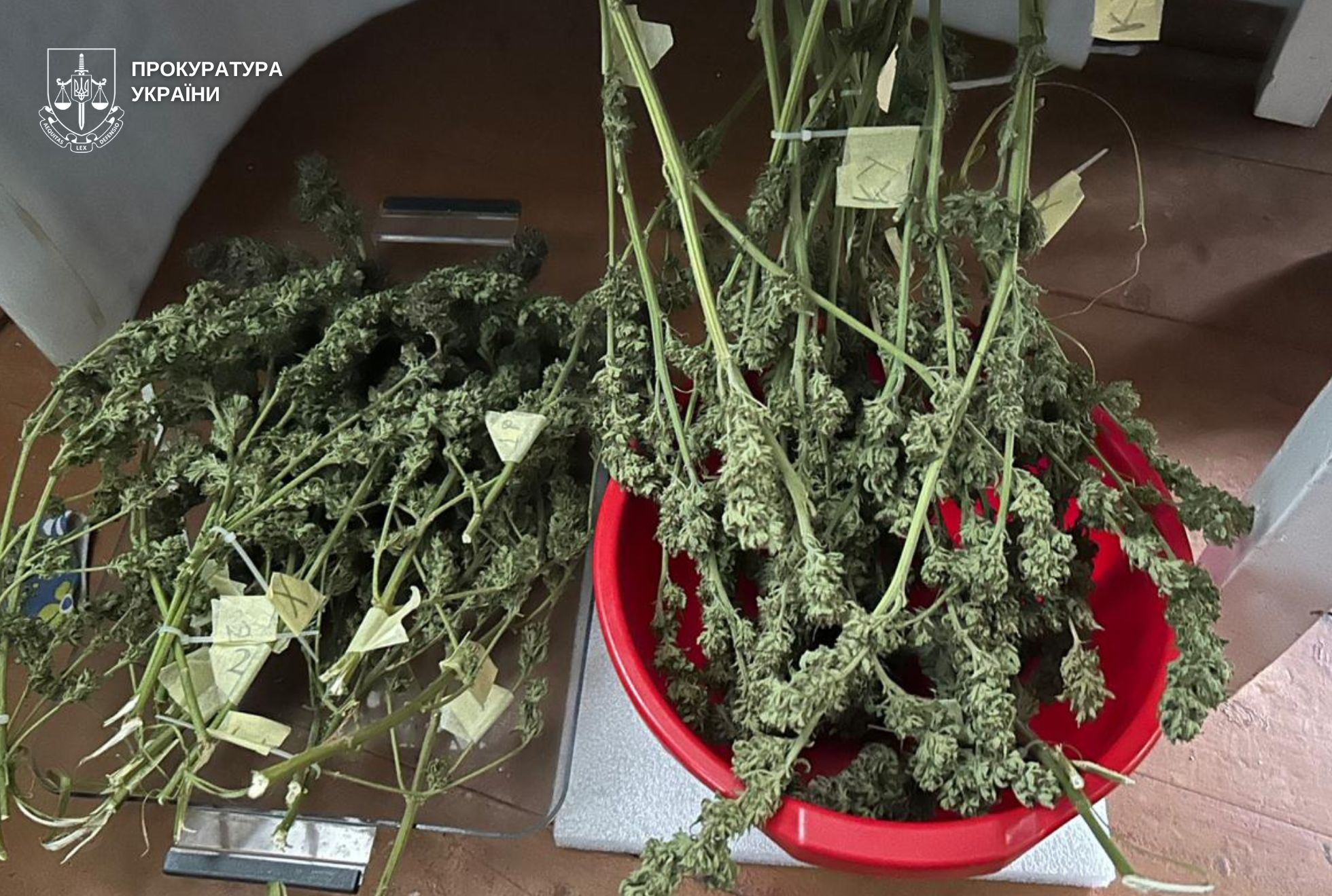 На Львівщині у лісі викрили плантацію конопель — LVIV.MEDIA