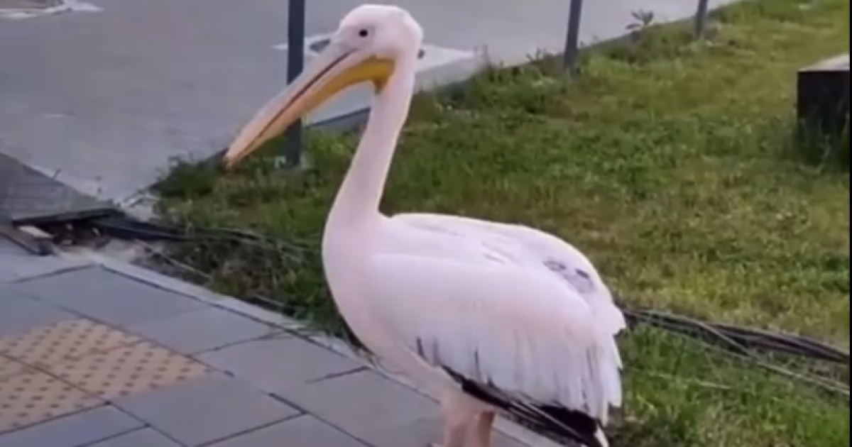 Пелікан у Львові на Хмельницького — як птах втік з притулку — LVIV.MEDIA