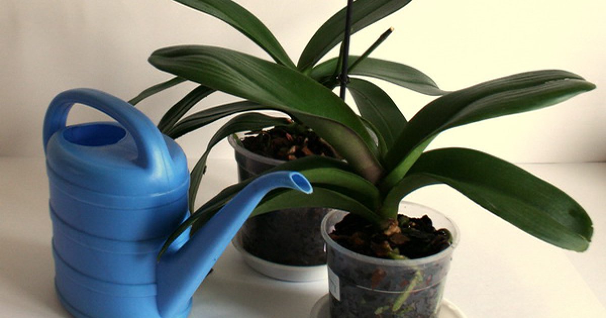 Як правильно поливати орхідею — Lviv Media