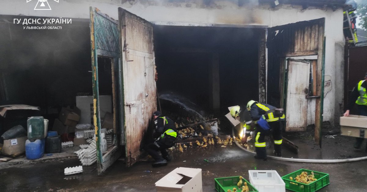 У Бродах згоріло заживо 350 каченят — LVIV.MEDIA