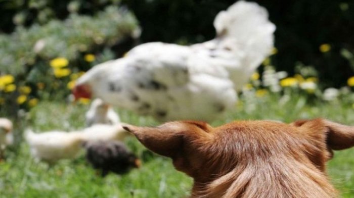 Львів’янин побив собаку на Сихові: поліцейські виявили зловмисника — LVIV.MEDIA