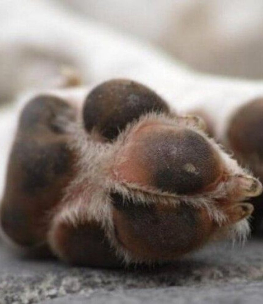 У Львові правоохоронці розслідують вбивство двох собак на Сихові — LVIV.MEDIA